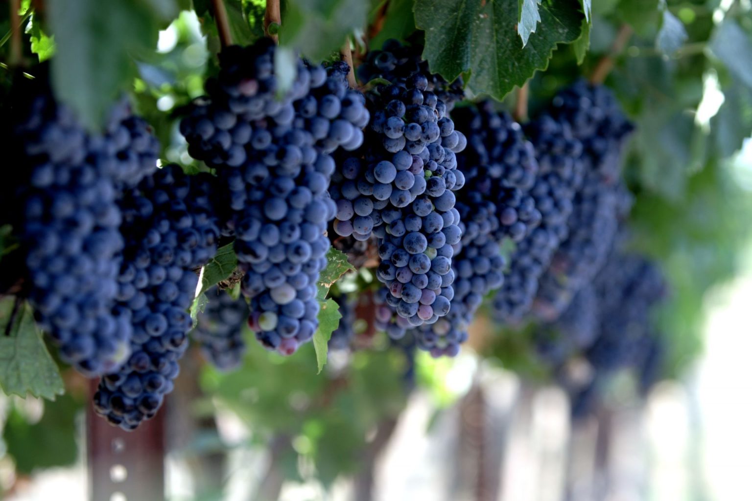 5 Fun Facts about Grapes and Wine - Heart Of The Desert Heart Of The Desert
