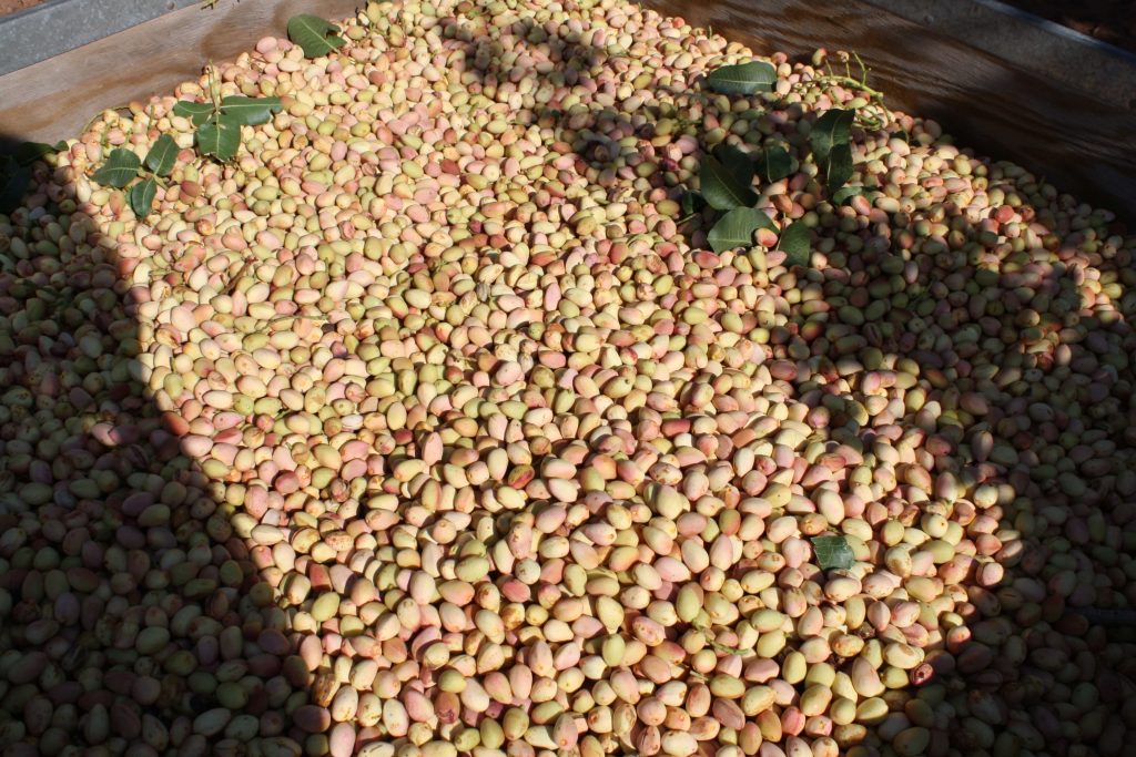 It's Pistachio Harvest Month at Heart of the Desert! - Heart Of The Desert